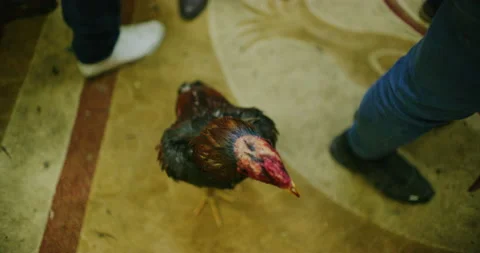 Cock Head Stock Videos – Royalty-Free HD & 4K Videos