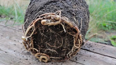 A Root Bound of a date palm tree - Phoen... | Stock Video | Pond5