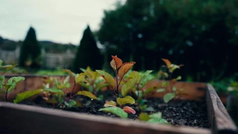 Root Crops Growing In Planter Box At The... | Stock Video | Pond5