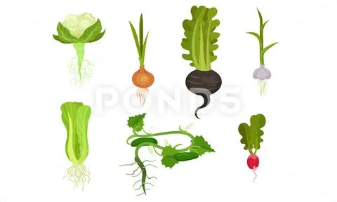Root crops with stems and roots. Vector illustration on a white ...