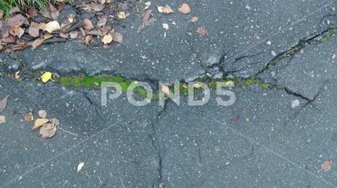 Root of the tree grows and makes its way through the asphalt in the ...