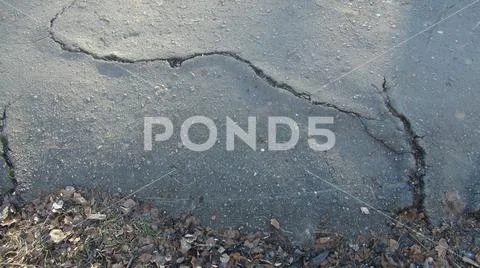 Photograph: Root of the tree grows and makes its way through the ...