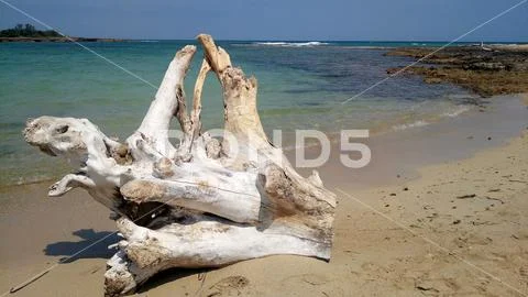 A root of a tree transported by the sea on the beach of Torre Guaceto ...
