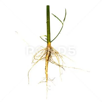 Root of weed, unwanted flora,Root of broadleaf weeds Isolated from a ...