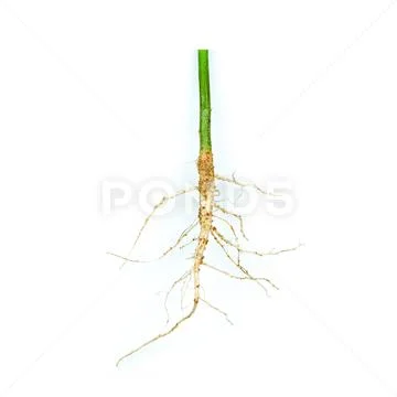 Photograph: Root of weed, unwanted flora,Root of broadleaf weeds ...
