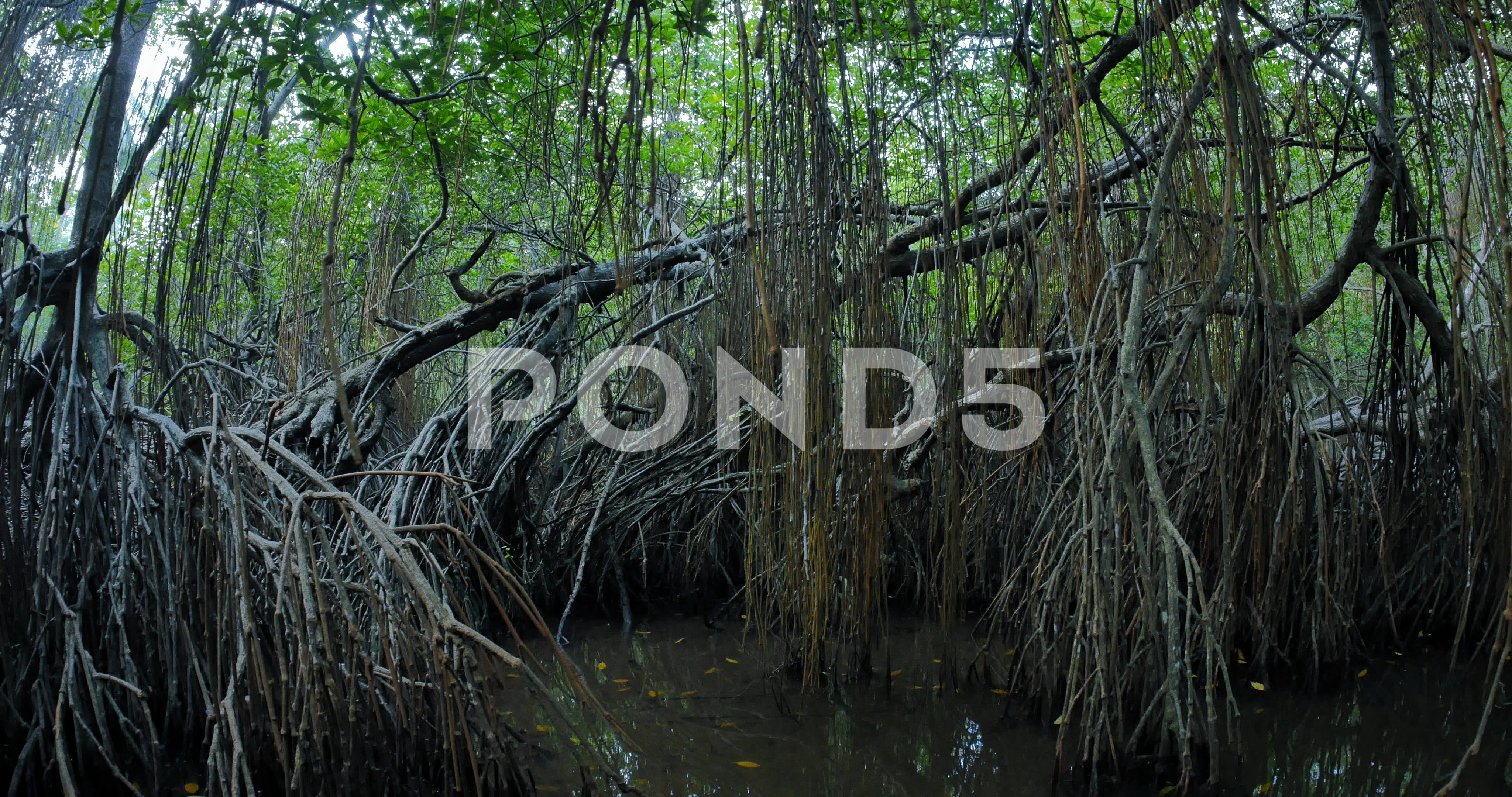 Tropical Mangrove Forest
