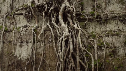 roots of a tree in the amazon rainforest | Stock Video | Pond5