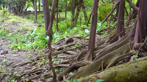 Roots Spreading Stock Videos – Royalty-Free HD & 4K Videos | Pond5