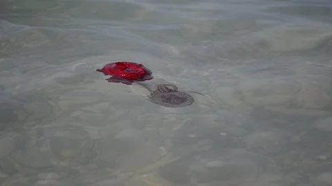 Rose Swimming Background Stock Videos – Royalty-Free HD & 4K Videos | Pond5