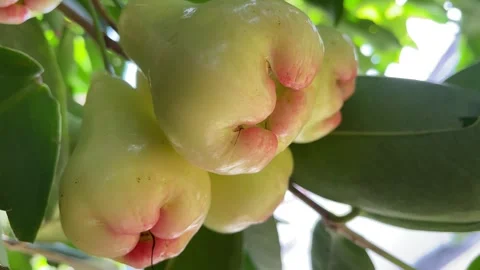 Fruit Tree Rose Stock Footage ~ Royalty Free Stock Videos | Pond5