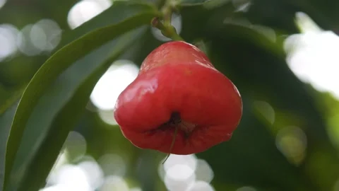 Rose apple on the tree. Close up. Sri La... | Stock Video | Pond5