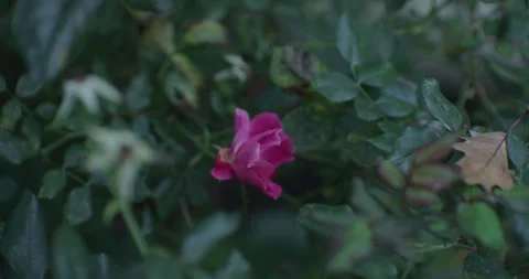 Rose Buds HALF Bloom Into Full-Size Flo... | Stock Video | Pond5