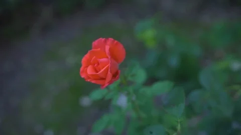 Rose. Camera Track Right To Left Of The ... | Stock Video | Pond5