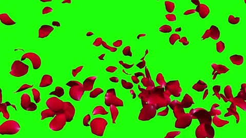 Rose Green Screen Stock Videos – Royalty-Free HD & 4K Videos | Pond5