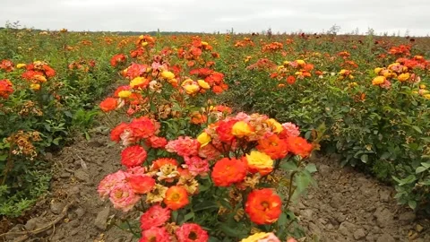 Rose Farm Stock Video Footage | Royalty Free Rose Farm Videos | Pond5
