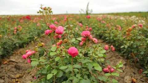 Rose Farm Stock Video Footage | Royalty Free Rose Farm Videos | Pond5