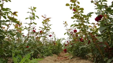 Rose Farm Stock Video Footage | Royalty Free Rose Farm Videos | Pond5