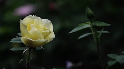 Rose Flower Free Stock Videos – Royalty-Free HD & 4K Videos