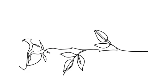 Rose flower single line animated illustr... | Stock Video | Pond5