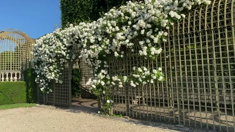 Paris Rose Stock Videos – Royalty-Free HD & 4K Videos