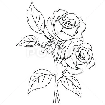 Rose Line Art Perfection Vector Illustration Illustration #278771260