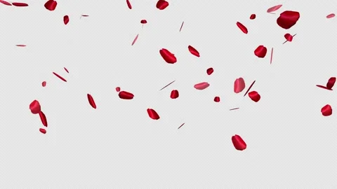 Rose Petal Falling Loop Animation Video ... | Stock Video | Pond5