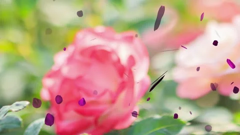 After Effects: Rose Petals Falling 3 Styles Motion Overlay AEP #283782889