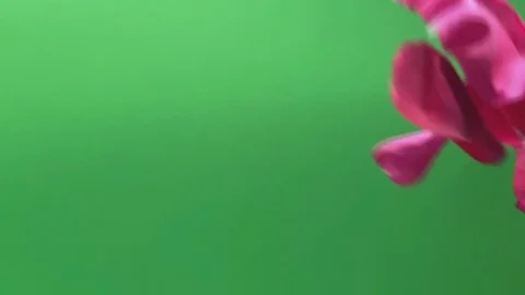 Rose petals falling from above on green ... | Stock Video | Pond5