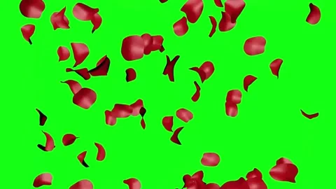 Rose petals group animation on green scr... | Stock Video | Pond5
