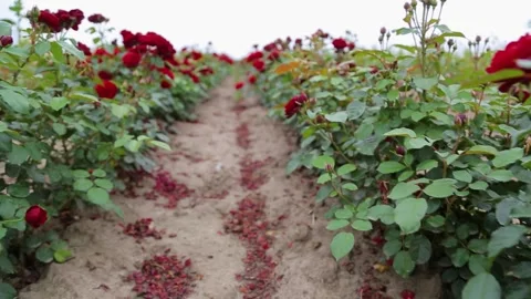 Rose Seedlings Stock Footage ~ Royalty Free Stock Videos | Pond5