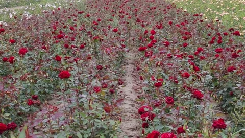 Rose Farm Stock Video Footage | Royalty Free Rose Farm Videos | Pond5