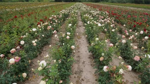 Rose Farm Stock Video Footage | Royalty Free Rose Farm Videos | Pond5