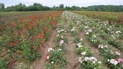 Rose Farm Stock Video Footage | Royalty Free Rose Farm Videos | Pond5
