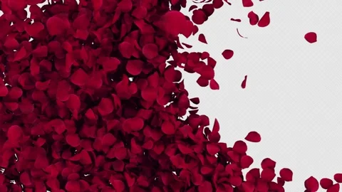 Rose Transition on Alpha | Stock Video | Pond5