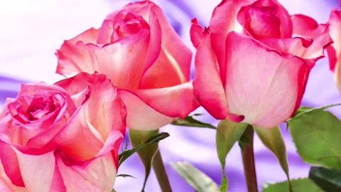 Pastel Wallpaper Stock Videos – Royalty-Free HD & 4K Videos | Pond5