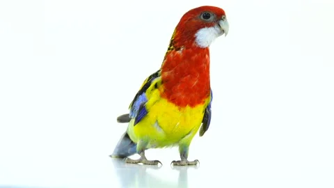 Rosella parrot isolated on white screen | Stock Video | Pond5