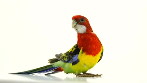 Rosella parrot isolated on white screen | Stock Video | Pond5