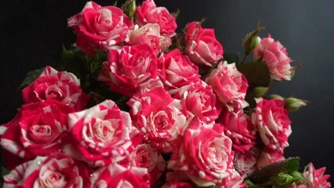 Roses on a black background. Falling dro... | Stock Video | Pond5