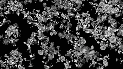 Roses Falling Down Background Animation | Stock Video | Pond5