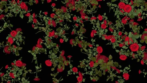 Roses Falling Down Background Animation | Stock Video | Pond5