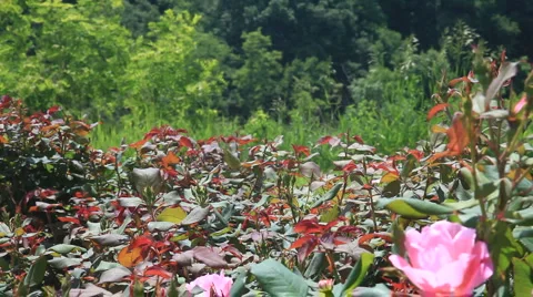 Roses on forest background, HD | Stock Video | Pond5