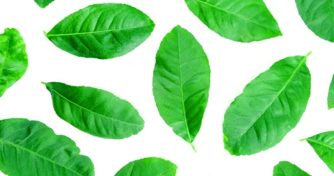 Rotate of green lemon leaf texture patte... | Stock Video | Pond5