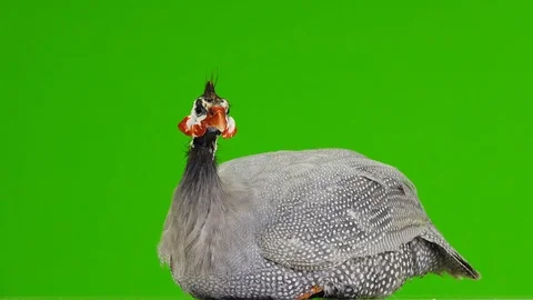 rotates along the camera blue guinea fow... | Stock Video | Pond5