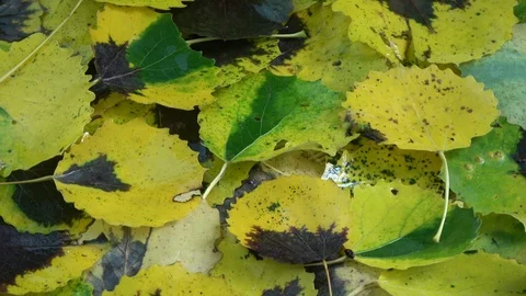 Rotating autumn aspen leaves background | Stock Video | Pond5