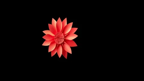 Rotating beautiful red flower on black b... | Stock Video | Pond5