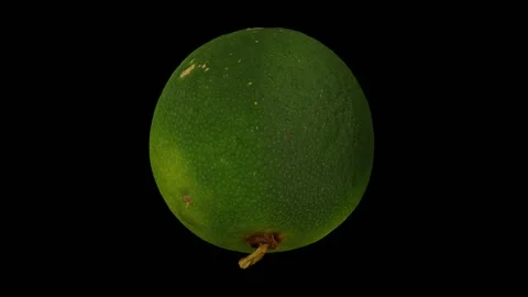 Calamansi Stock Video Footage | Royalty Free Calamansi Videos | Pond5