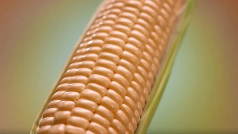 Corn Cub Stock Video Footage | Royalty Free Corn Cub Videos | Pond5