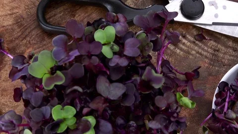 Rotating Cress (Red) (seamless loopable;... | Stock Video | Pond5