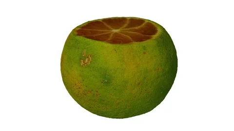 Rotating Cut Calamansi White Background ... | Stock Video | Pond5