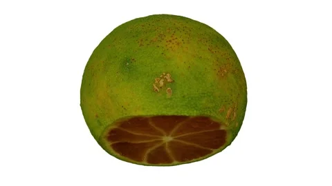 Rotating Cut Calamansi White Background ... | Stock Video | Pond5